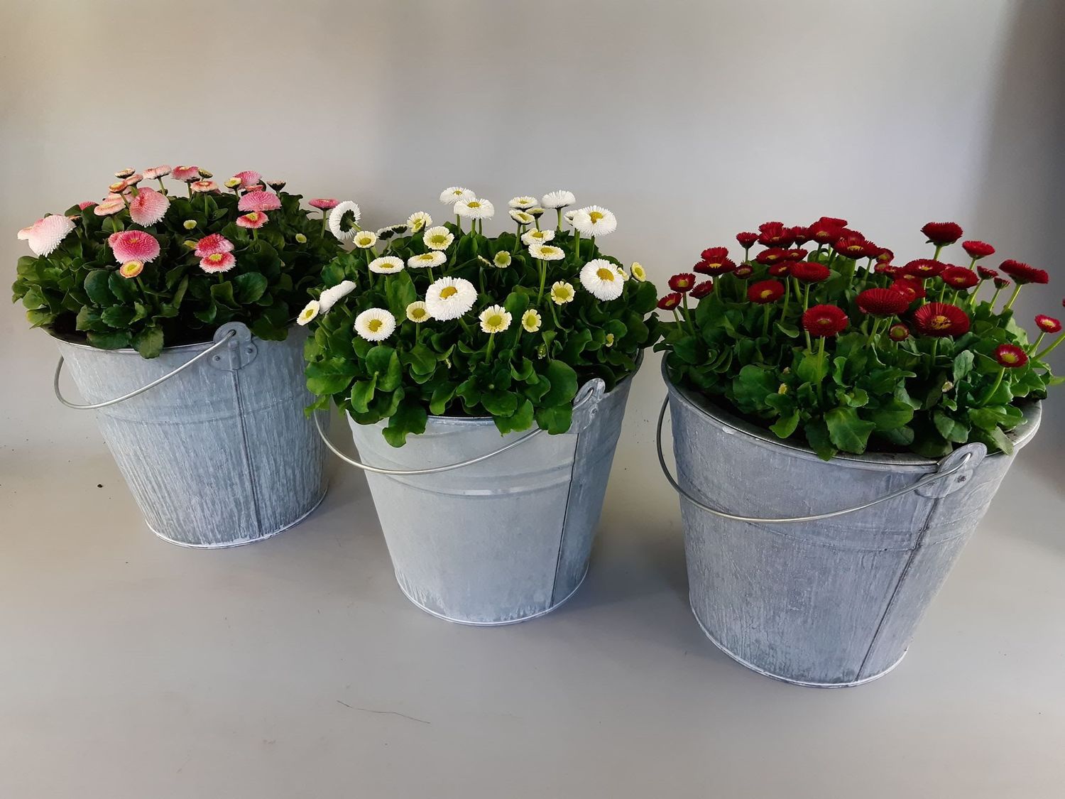 Bellis perennis MIX — Pflanzengroßhandel FlorAccess