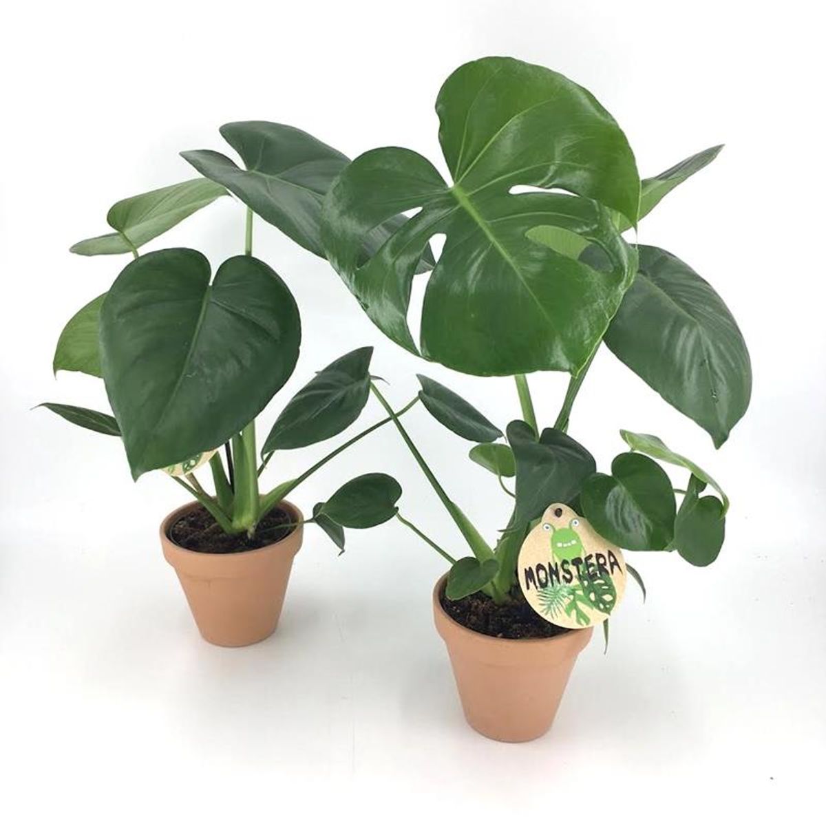 Monstera deliciosa — Plant Wholesale FlorAccess
