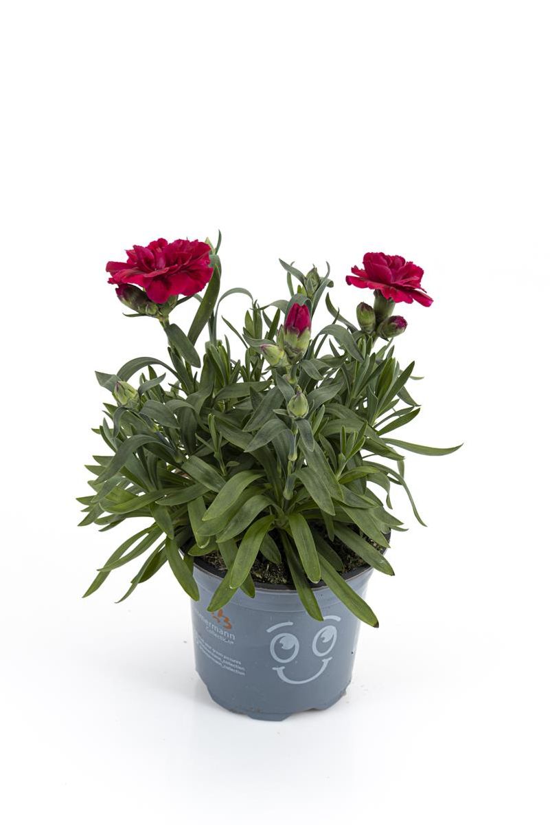 Dianthus OSCAR — Plant Wholesale FlorAccess