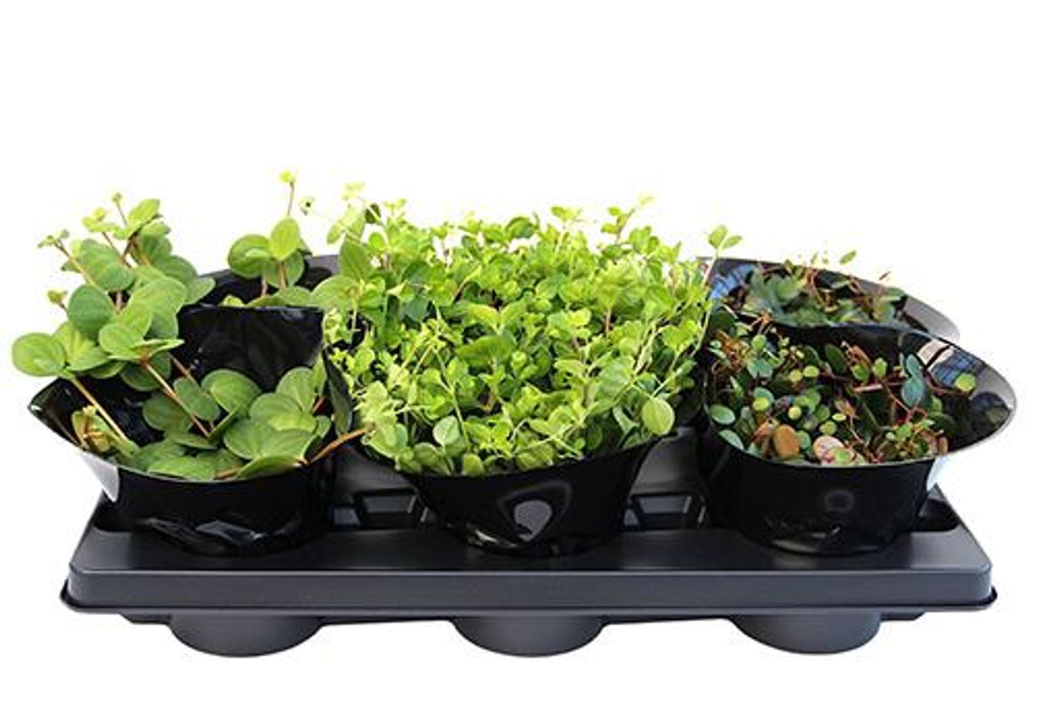 Peperomia MIX — Toptan Bitki Satışı FlorAccess