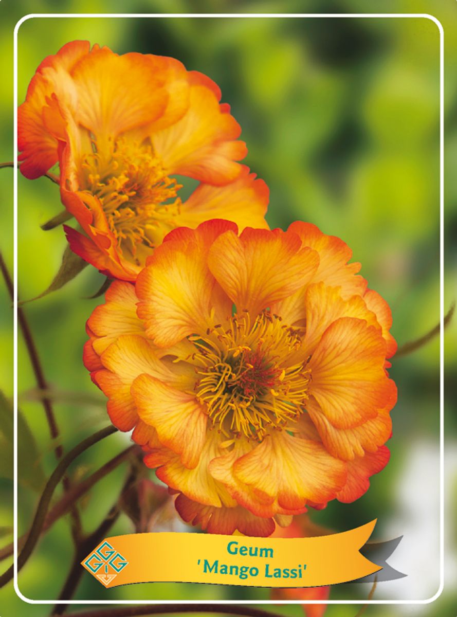 Geum 'Mango Lassi' — Plant Wholesale FlorAccess