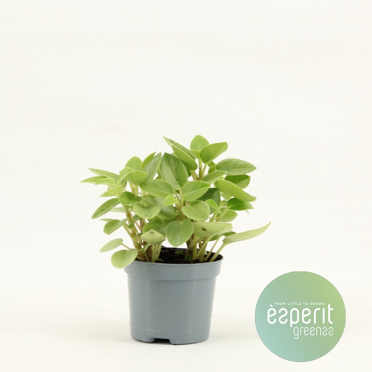 Peperomia 'Pixie Variegated' — Plant Wholesale FlorAccess