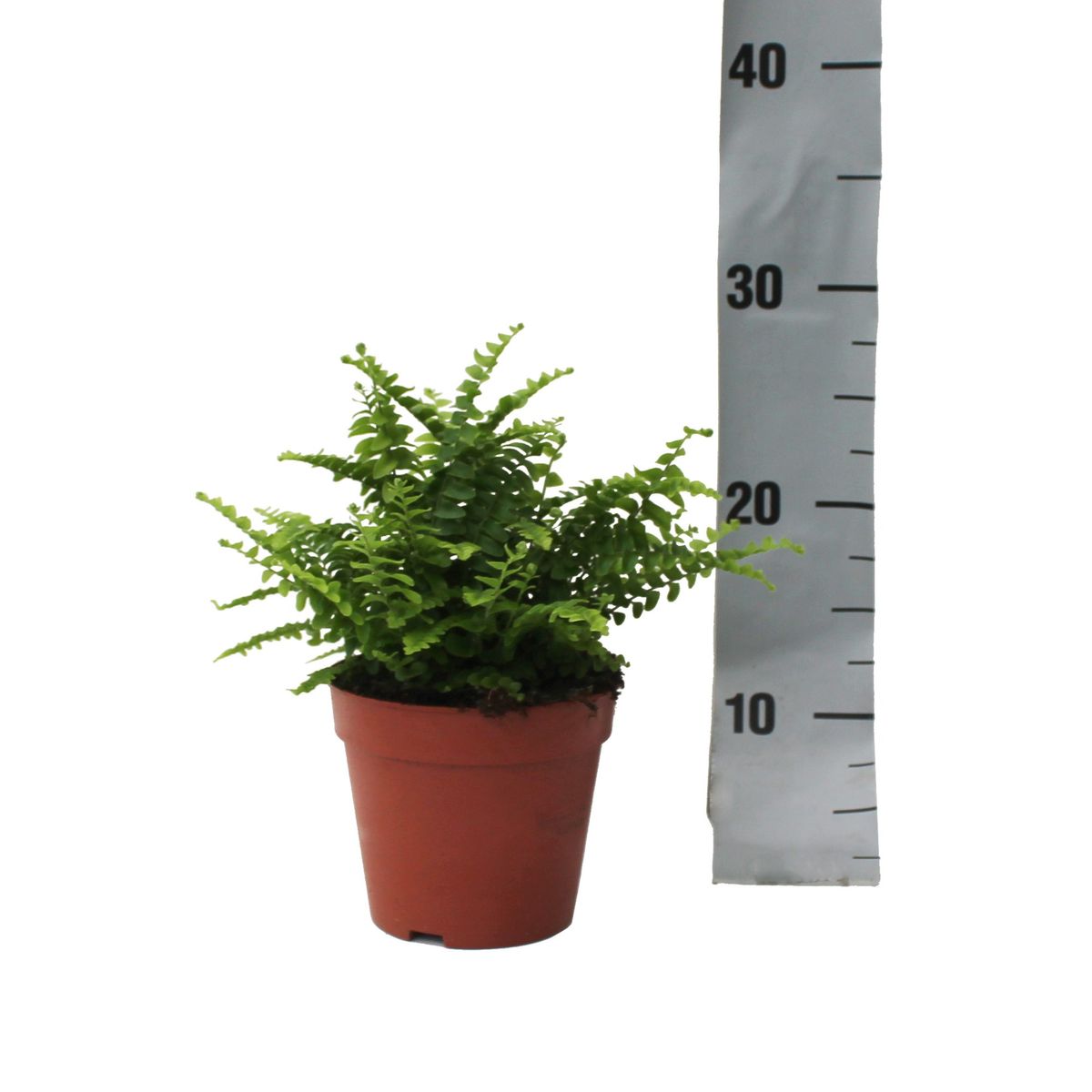 Nephrolepis exaltata 'Green Lady' — Plant Wholesale FlorAccess