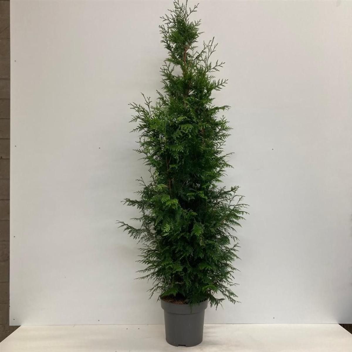 Thuja plicata 'Excelsa' — Plant Wholesale FlorAccess