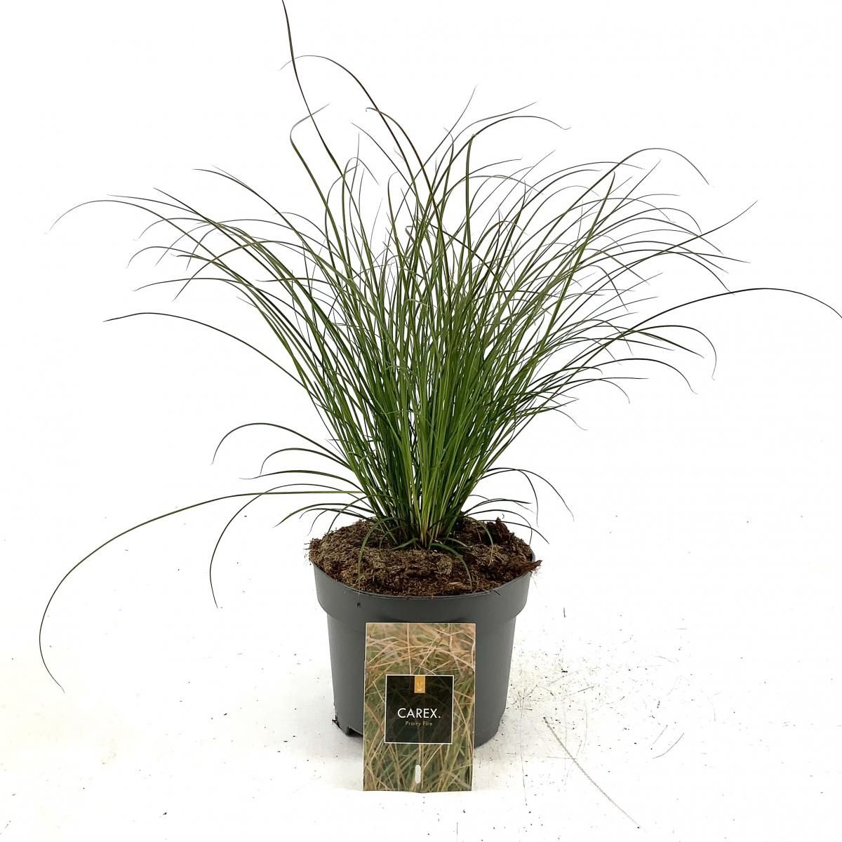 Carex testacea PRAIRIE FIRE COLORGRASS — Plant Wholesale FlorAccess