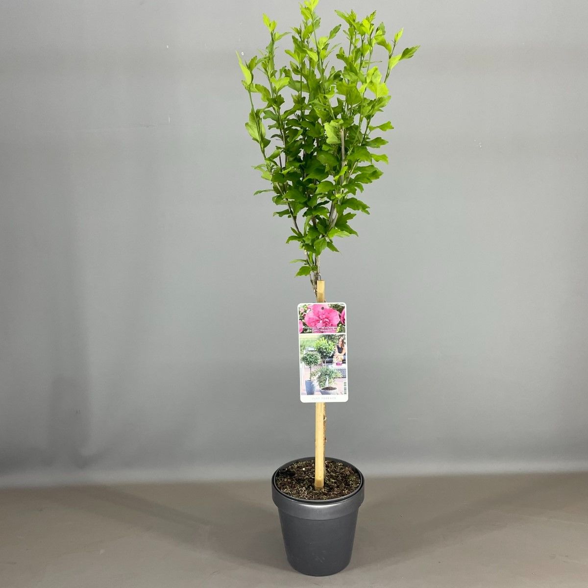 Hibiscus syriacus MAGENTA CHIFFON — Plant Wholesale FlorAccess