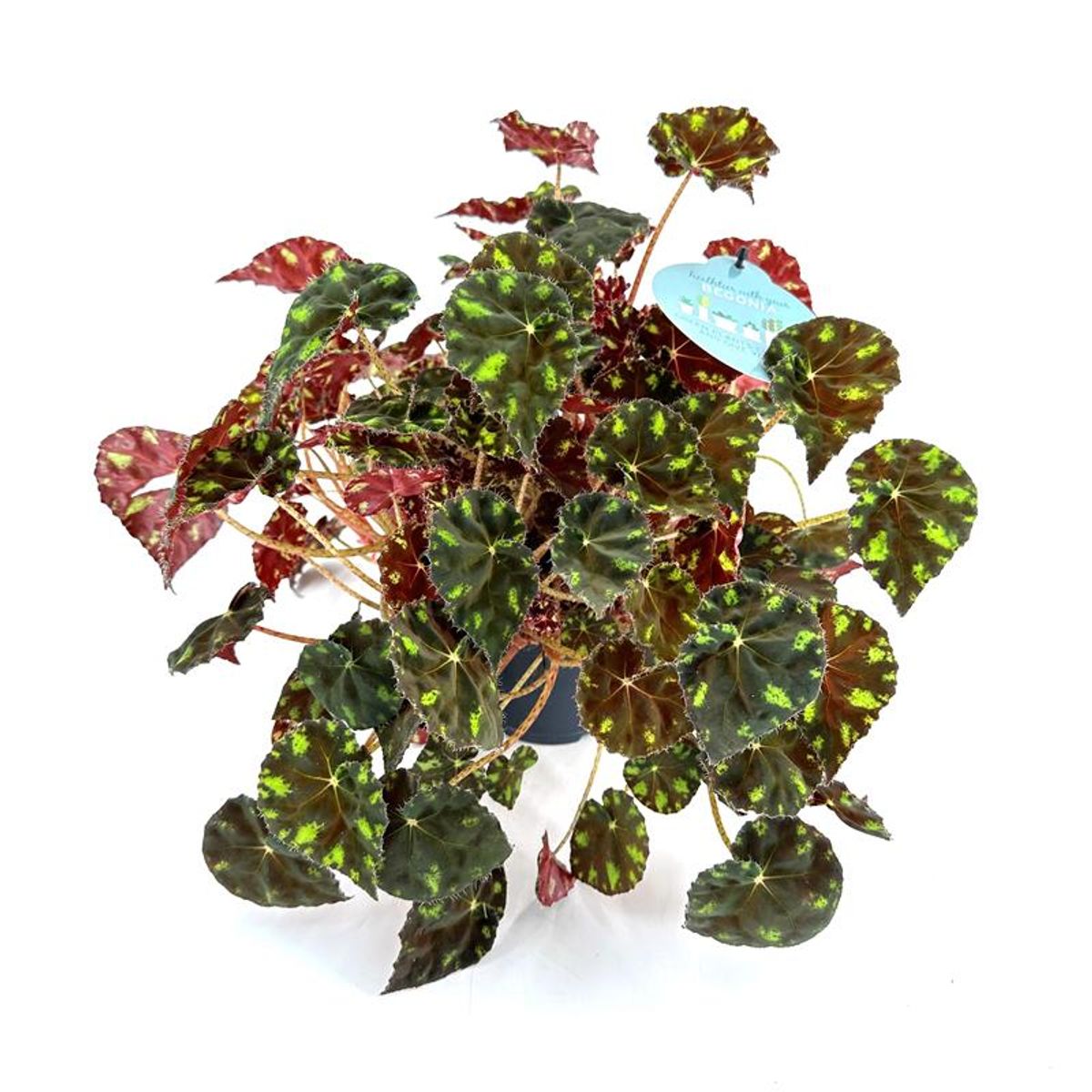 Begonia bowerae 'Tiger' — Plant Wholesale FlorAccess
