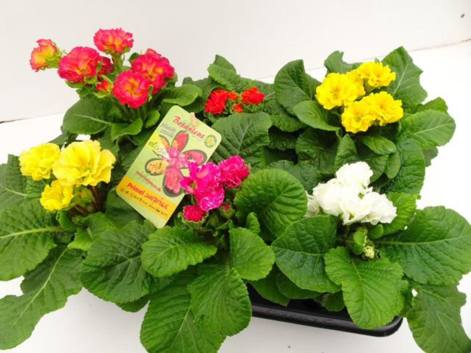 Primula vulgaris MIX — Рослини оптом FlorAccess