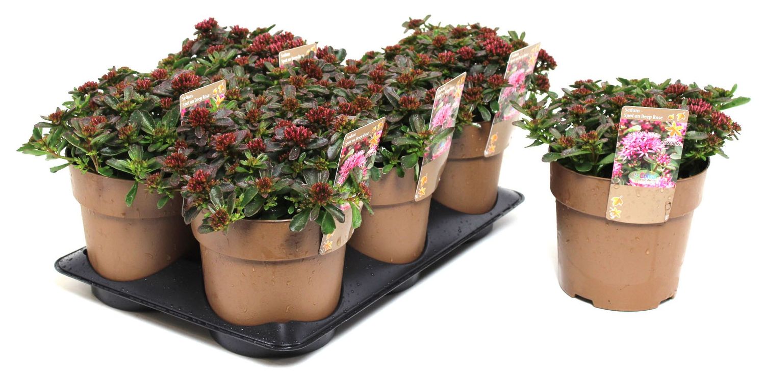 Sedum spurium SPOT ON DEEP ROSE — Plant Wholesale FlorAccess