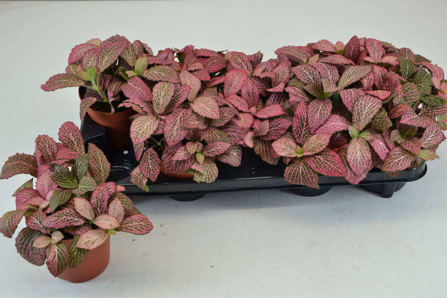 Fittonia 'Anne' — Plant Wholesale FlorAccess