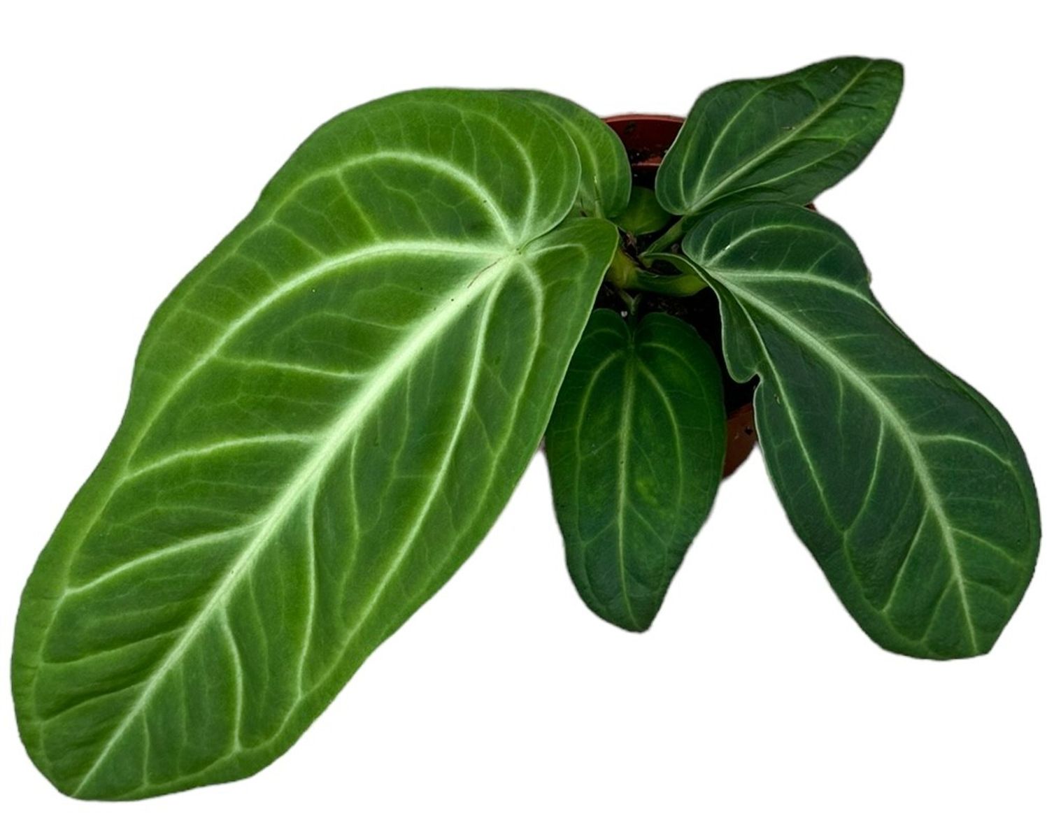 Anthurium villenaorum — Plant Wholesale FlorAccess