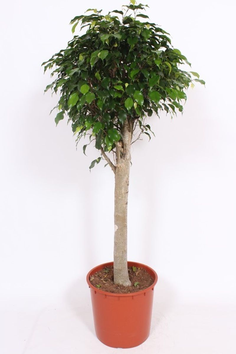 Ficus benjamina 'Columnar' — Plant Wholesale FlorAccess