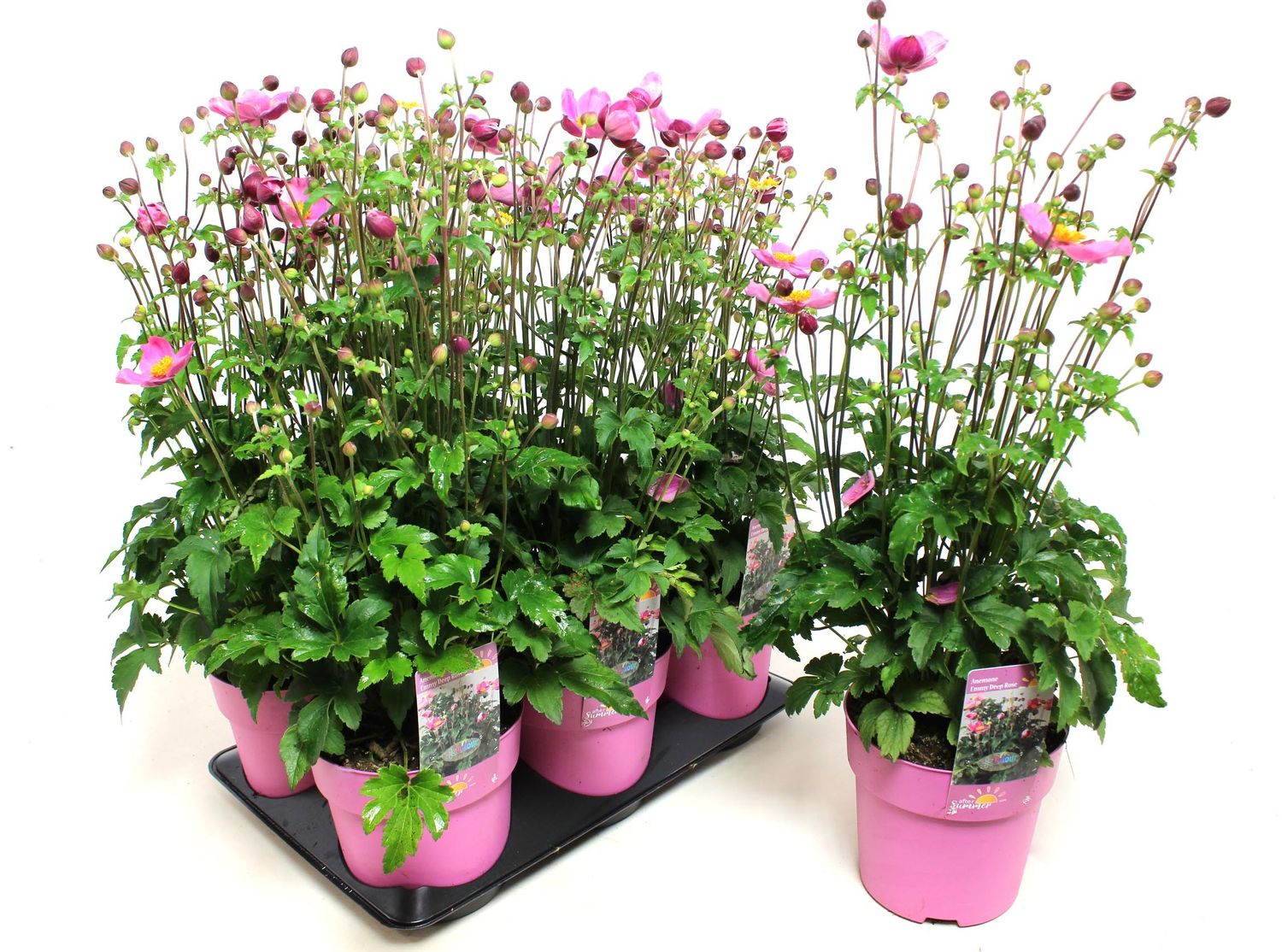 Anemone hupehensis EMMY DEEP ROSE — Grossiste en Plantes FlorAccess