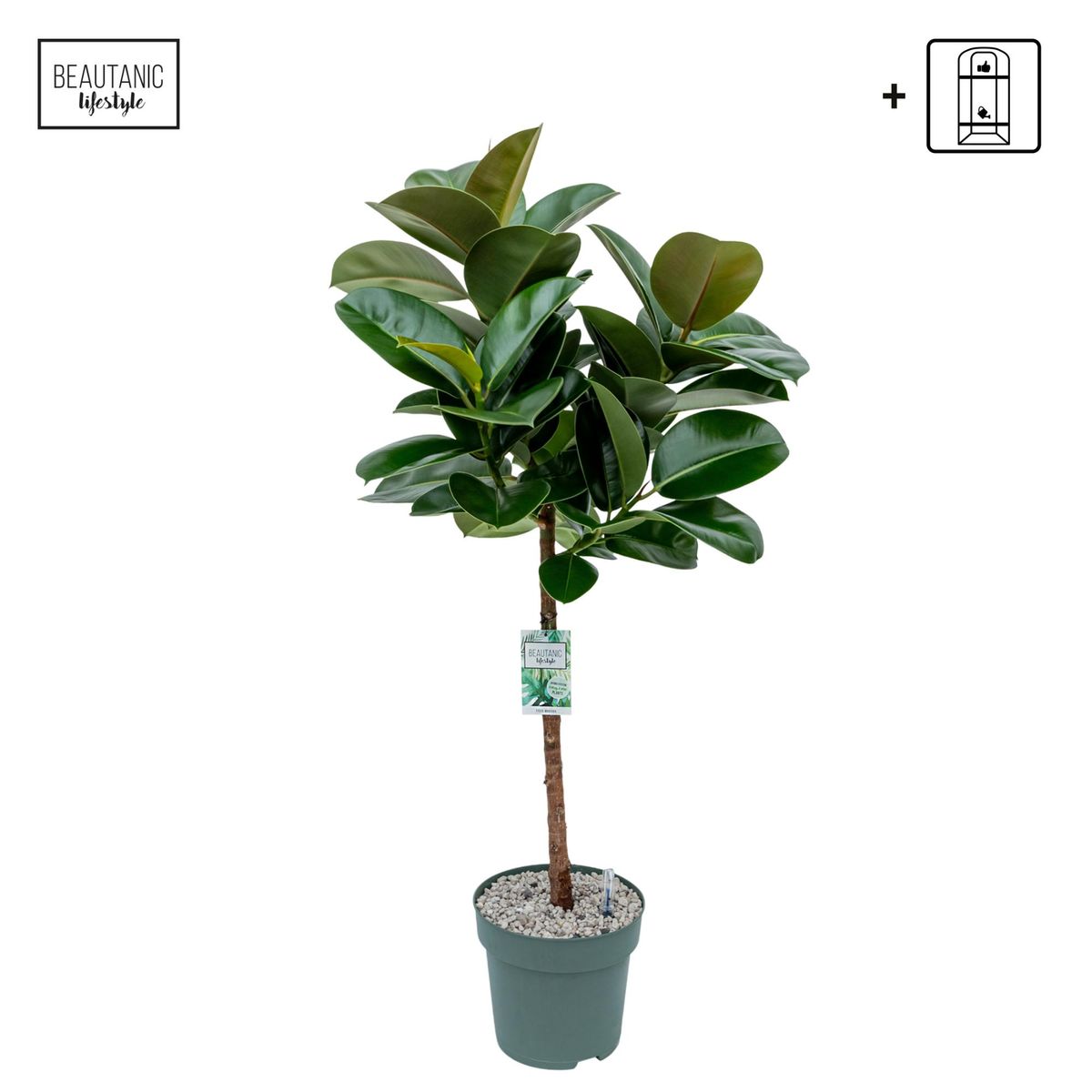 Ficus elastica 'Makana' — Plant Wholesale FlorAccess