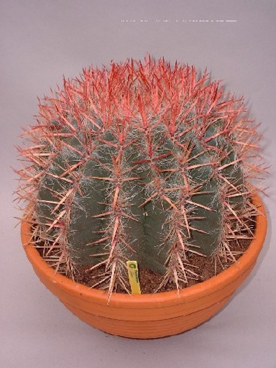 Ferocactus pilosus — Plant Wholesale FlorAccess