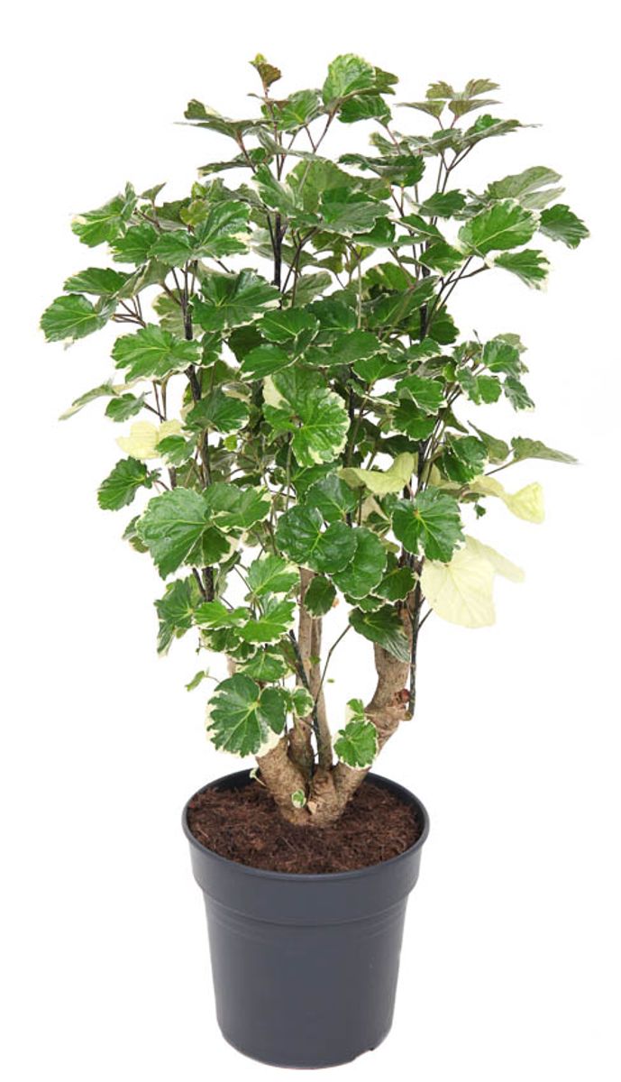 Polyscias balfouriana — Plant Wholesale FlorAccess