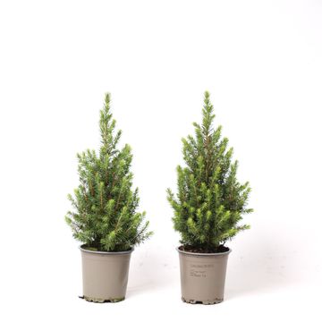 Picea glauca 'Conica' — Plant Wholesale FlorAccess