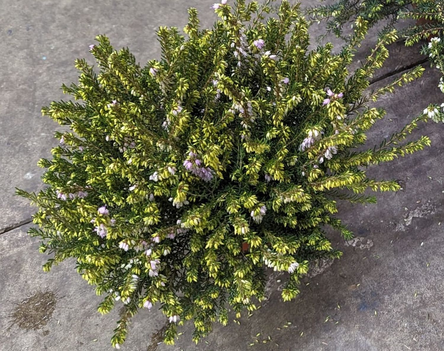 Erica x darleyensis 'Darley Dale' — Plant Wholesale FlorAccess