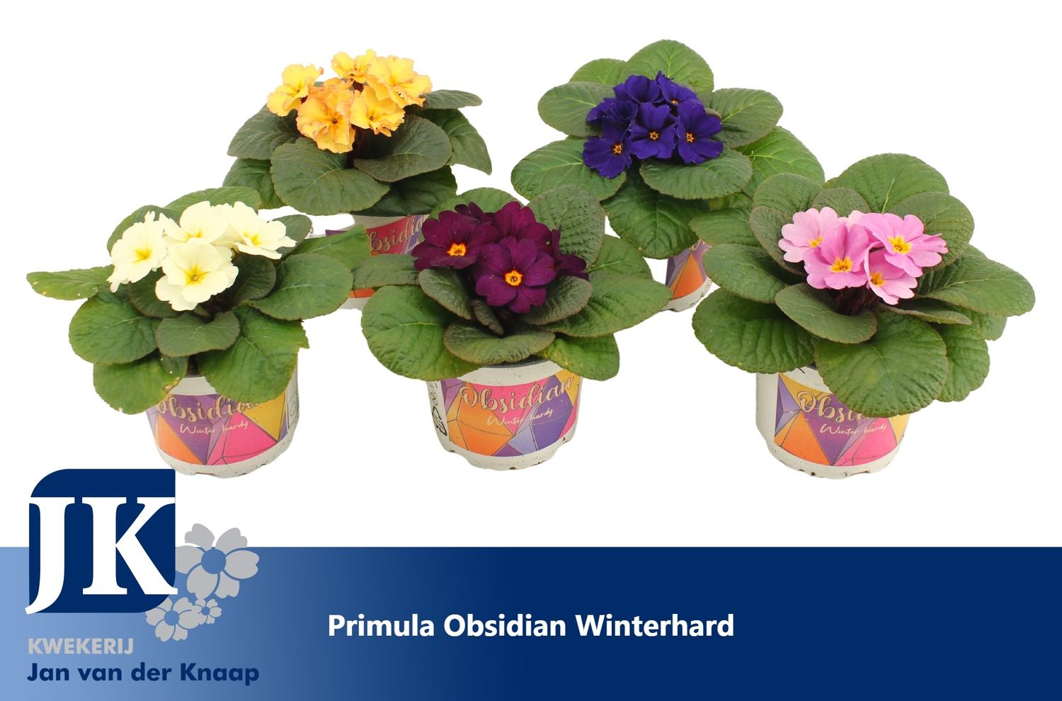Primula OBSIDIAN MIX — Plant Wholesale FlorAccess