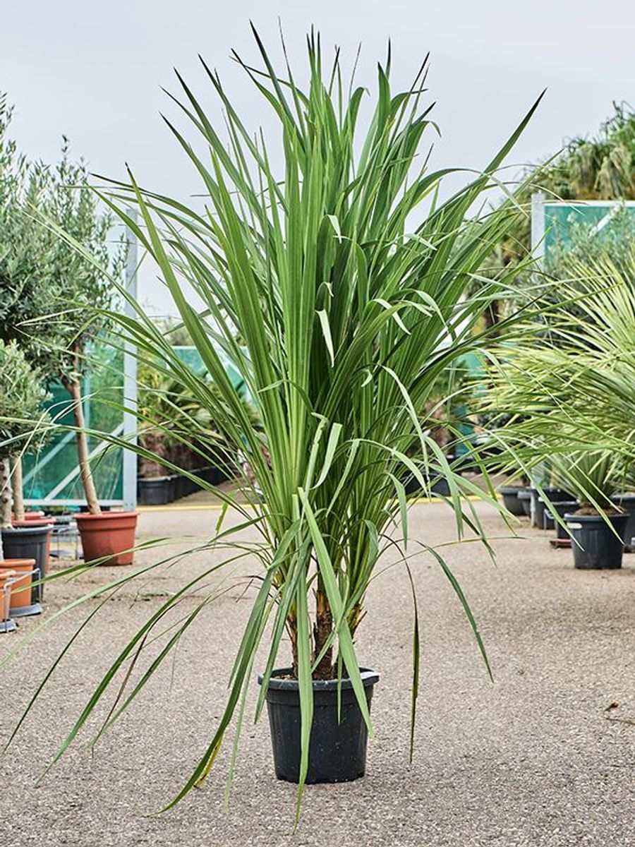 Cordyline indivisa — Plant Wholesale FlorAccess