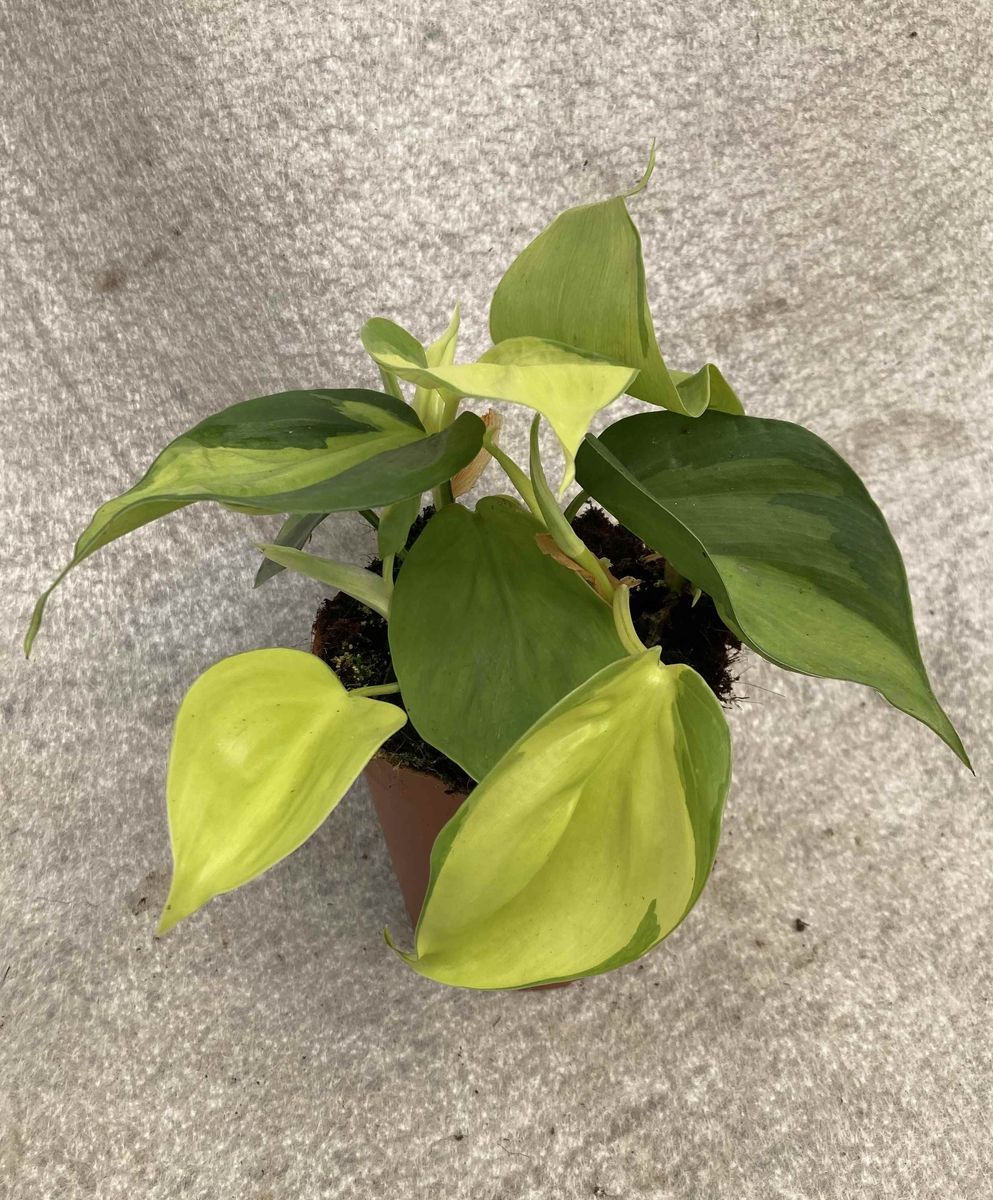 Philodendron scandens 'Brasil' — Plant Wholesale FlorAccess