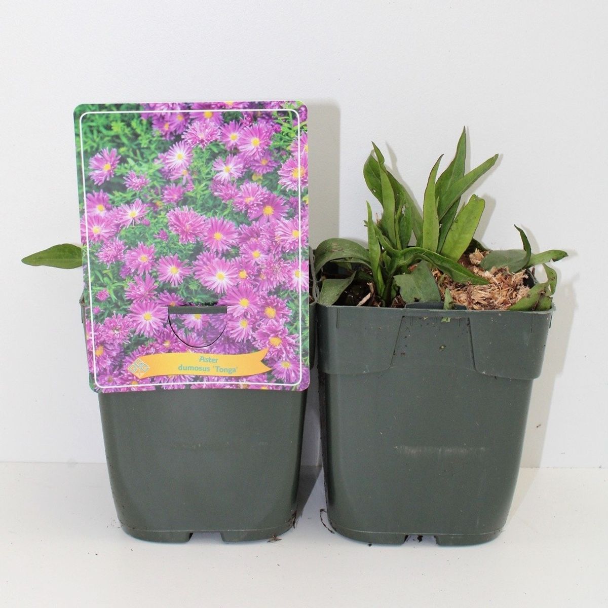 Aster TONGA — Plant Wholesale FlorAccess