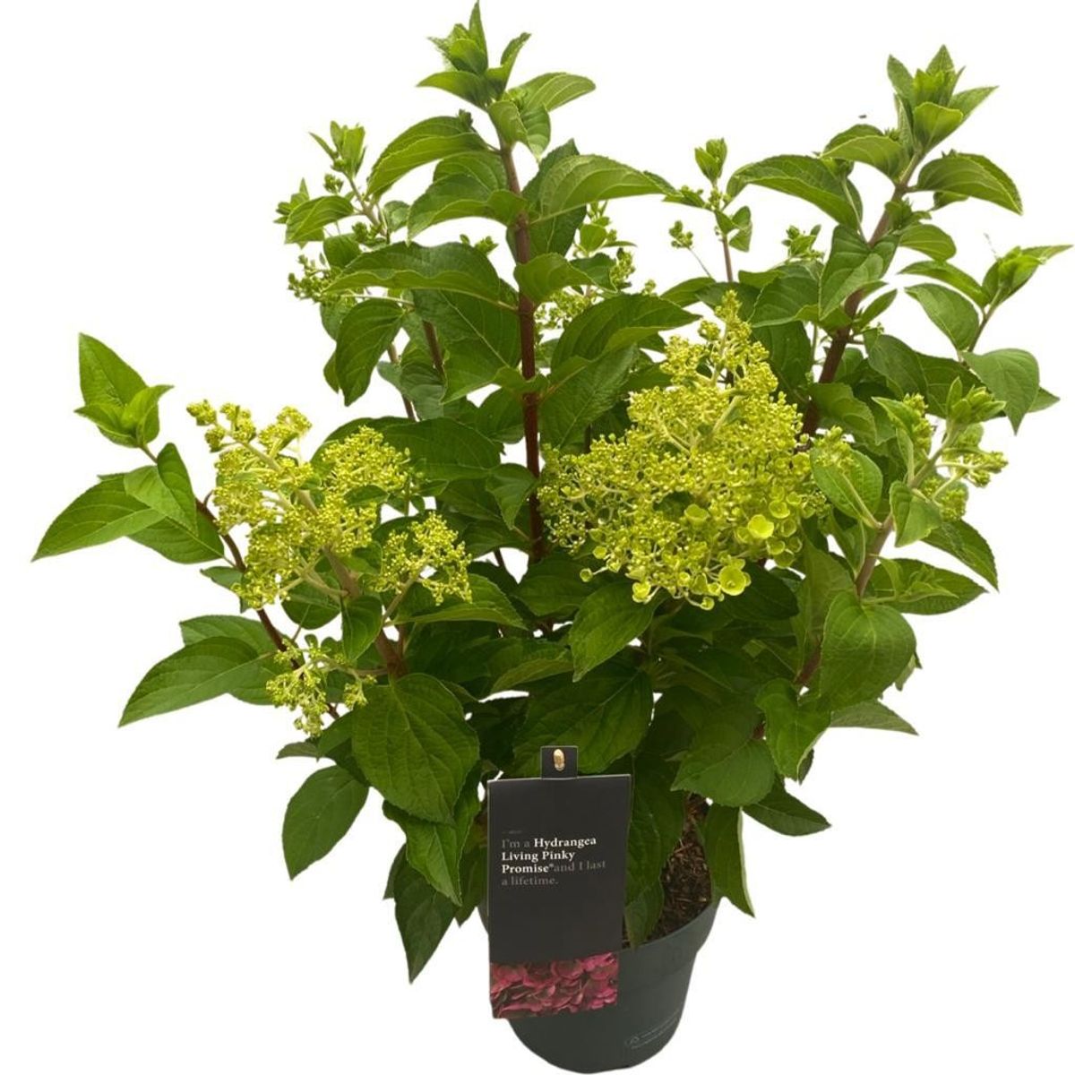 Hydrangea paniculata LIVING PINKY PROMISE — Plant Wholesale FlorAccess
