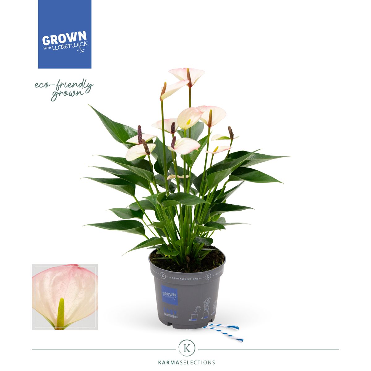 Anthurium KARMA LIPA — Plant Wholesale FlorAccess