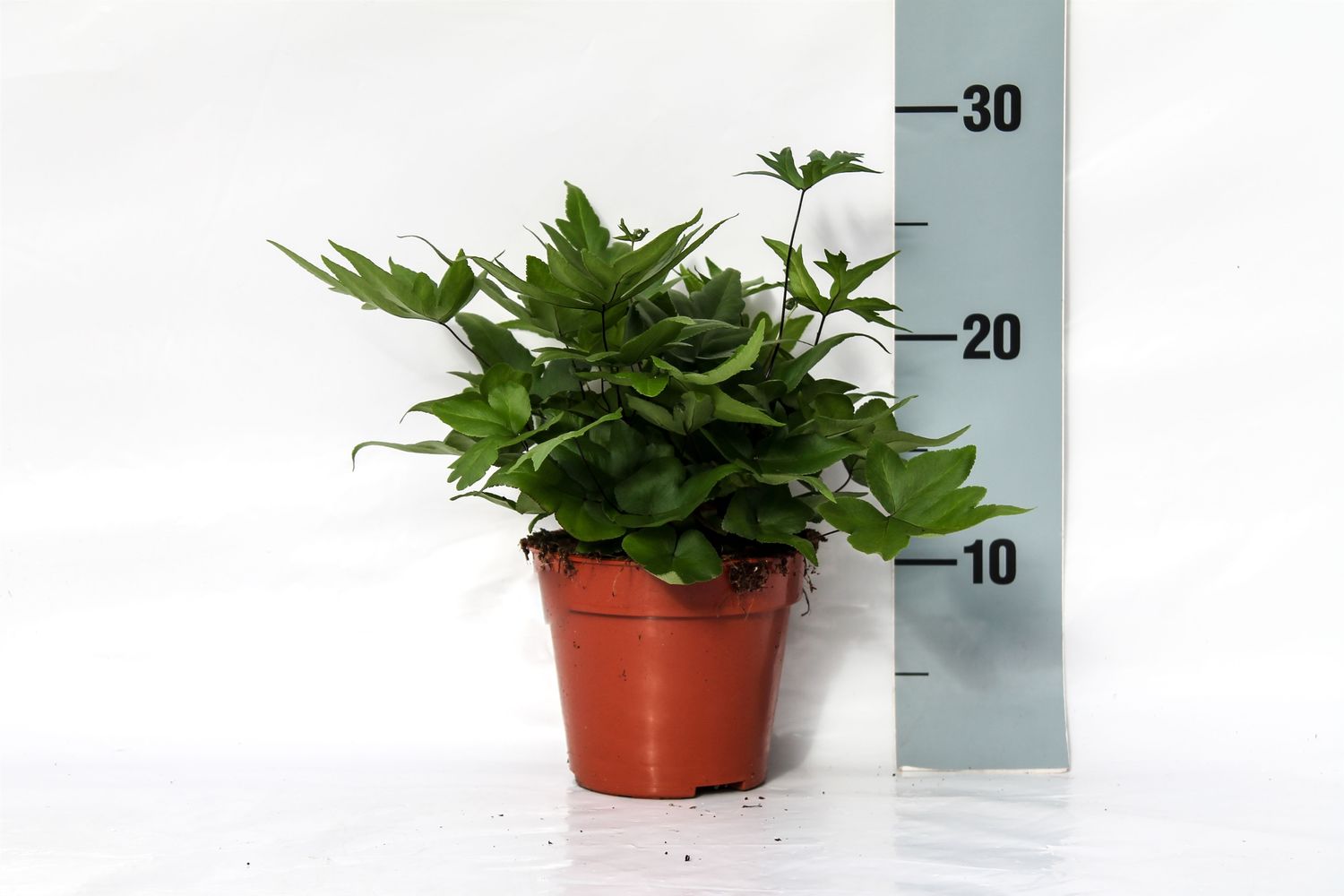 Doryopteris pedata — Plant Wholesale FlorAccess