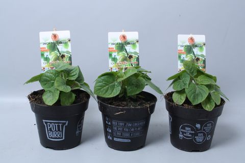 Physalis peruviana — Plant Wholesale FlorAccess