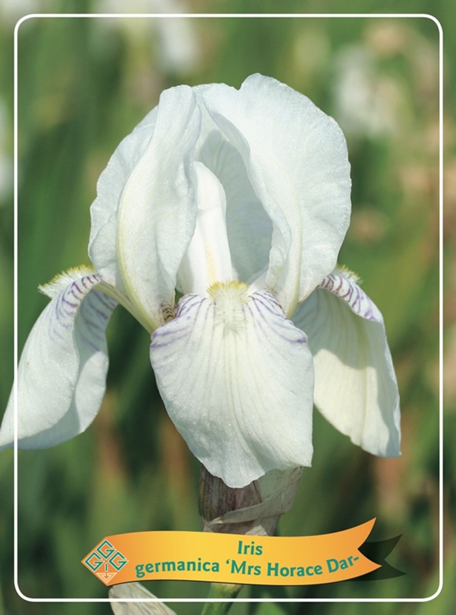 Iris 'Mrs Horace Darwin' — Рослини оптом FlorAccess