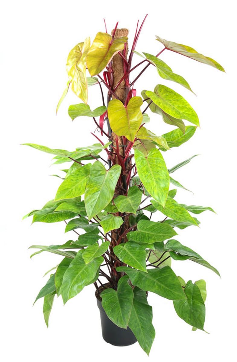 Philodendron 'Painted Lady' — Plant Wholesale FlorAccess