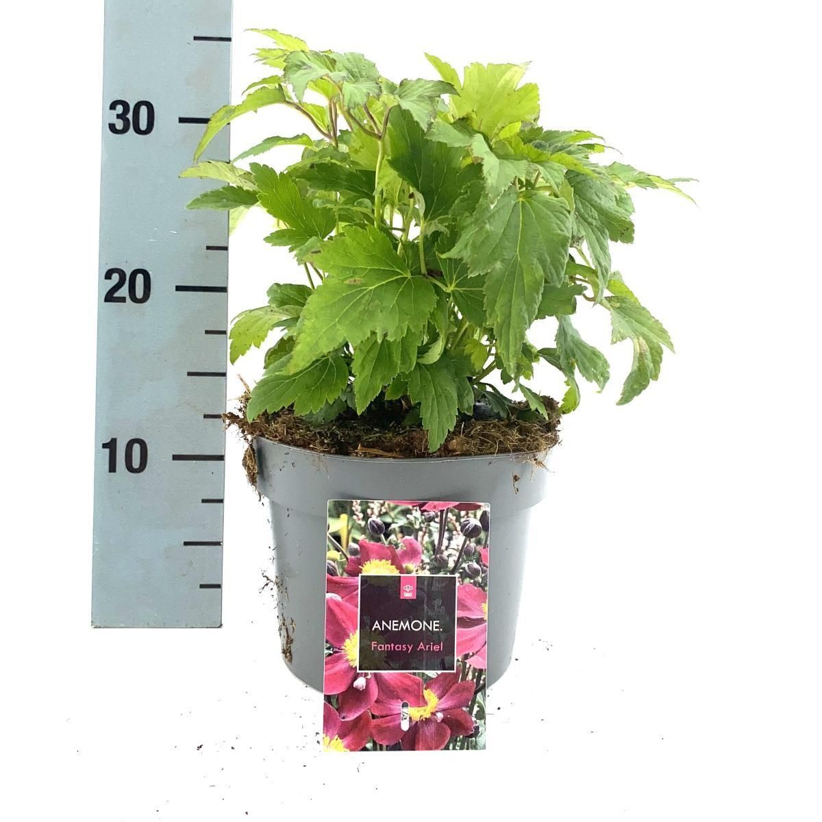 Anemone hupehensis FANTASY ARIEL — Plant Wholesale FlorAccess