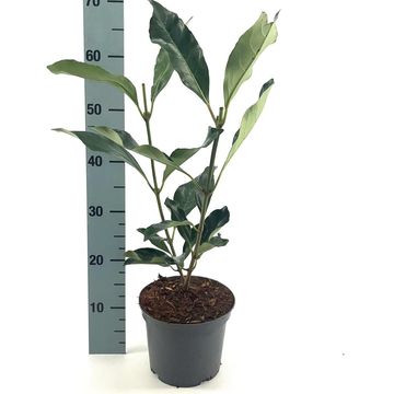 Viburnum odoratissimum awabuki — Plant Wholesale FlorAccess