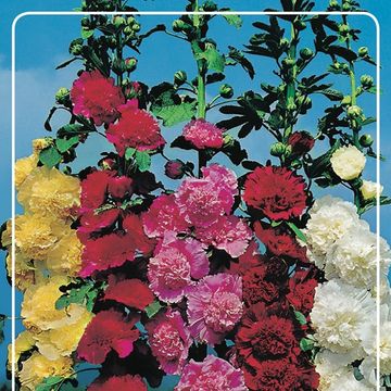 Alcea rosea MIX — Plant Wholesale FlorAccess