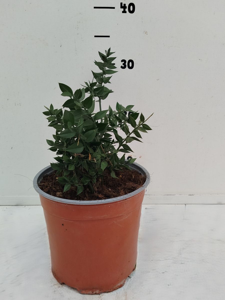 Danae racemosa — Plant Wholesale FlorAccess
