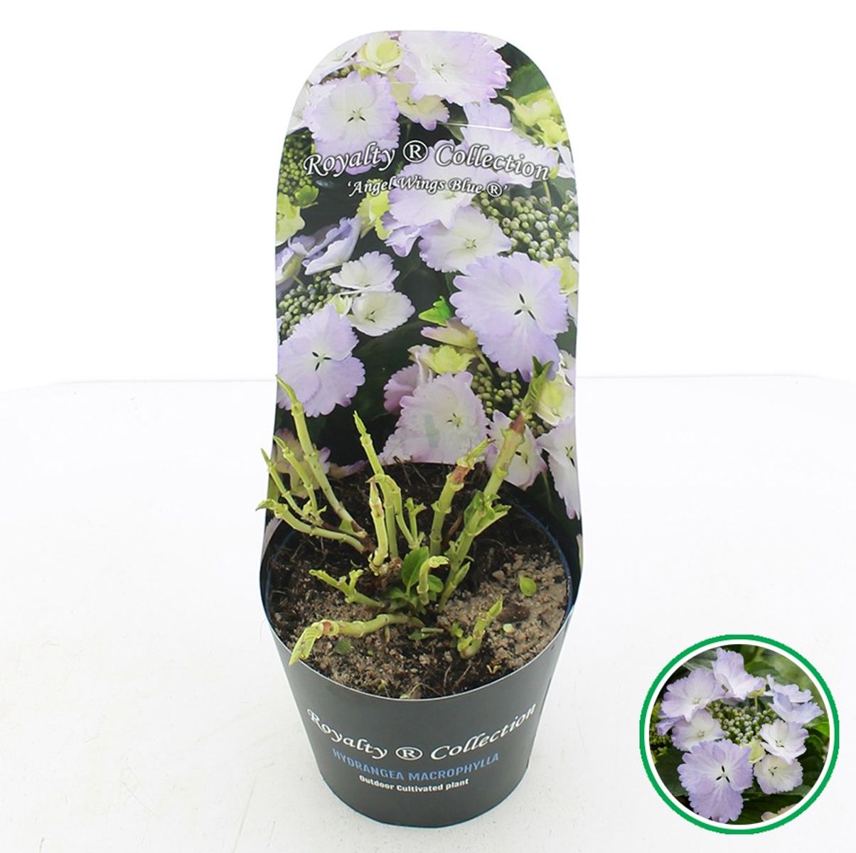 Hydrangea macrophylla ROYALTY COLLECTION ANGEL WINGS BLUE — Bitkiler ...