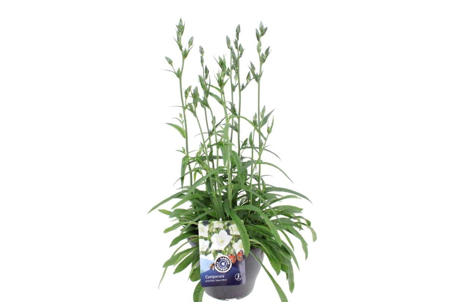 Campanula persicifolia 'Takion White' — Plant Wholesale FlorAccess