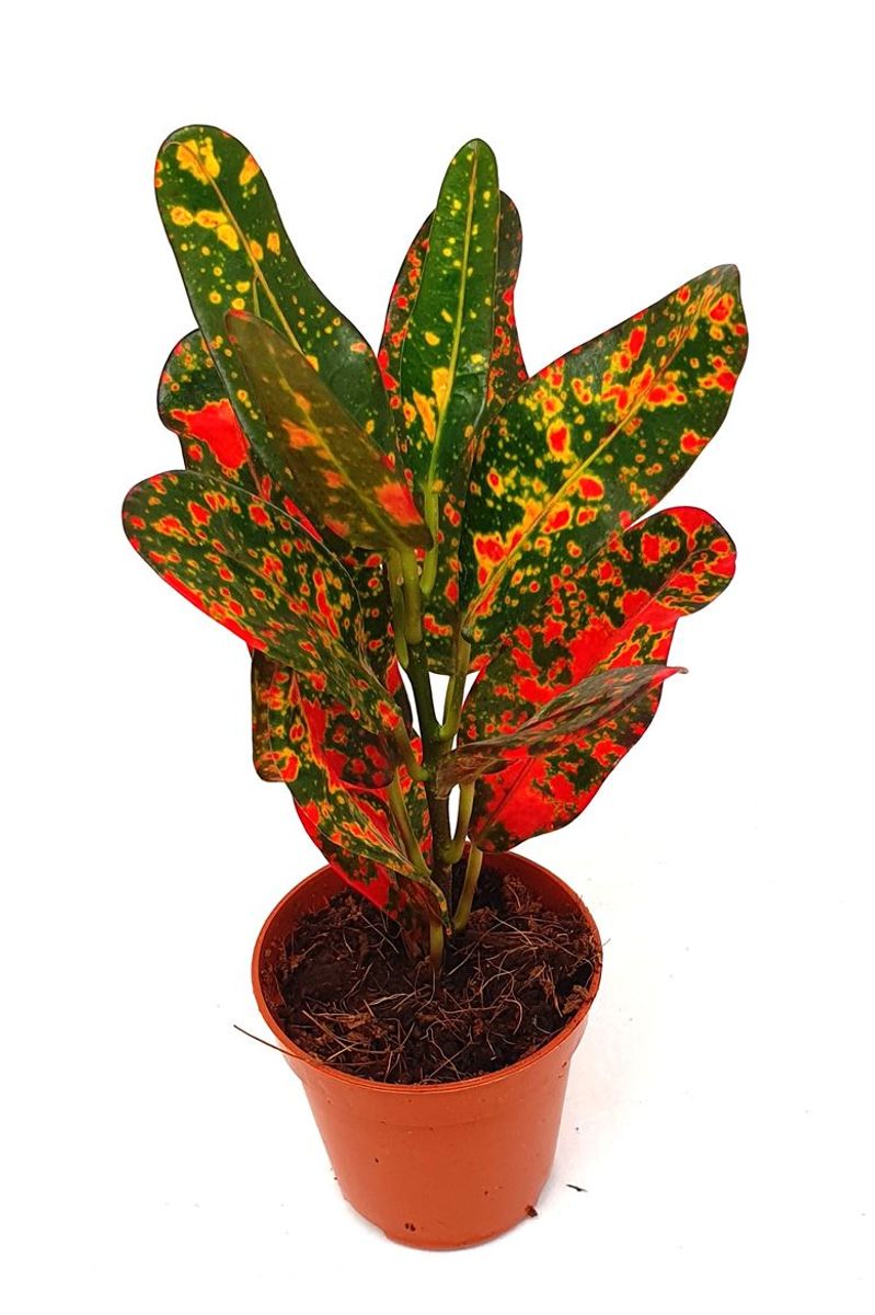 Codiaeum variegatum 'Batik' — Toptan Bitki Satışı FlorAccess