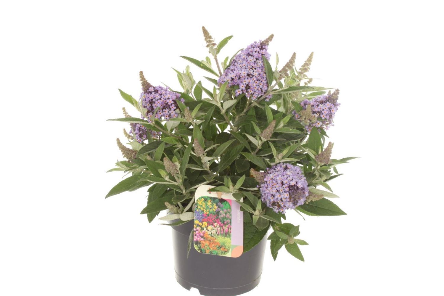 Buddleja davidii BUTTERFLY CANDY LILA SWEETHEART — Plant Wholesale ...