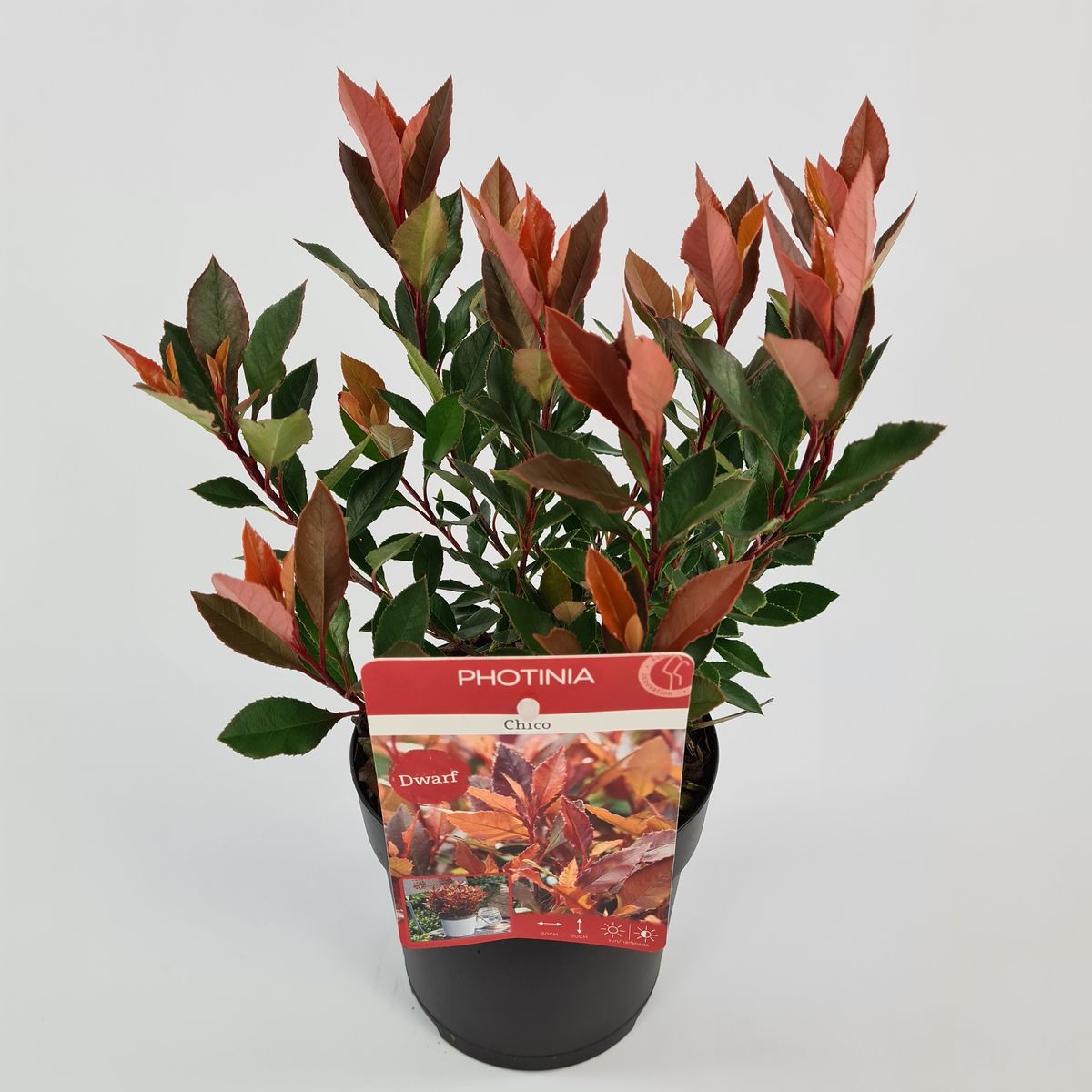 Photinia x fraseri CHICO — Plant Wholesale FlorAccess