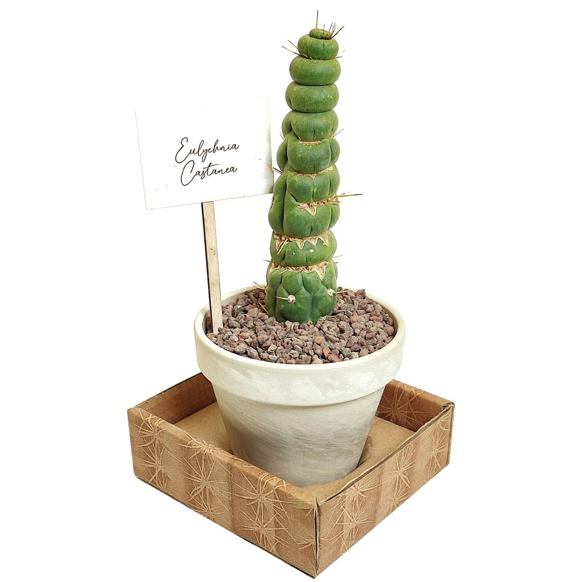 Eulychnia castanea 'Spiralis' — Plant Wholesale FlorAccess