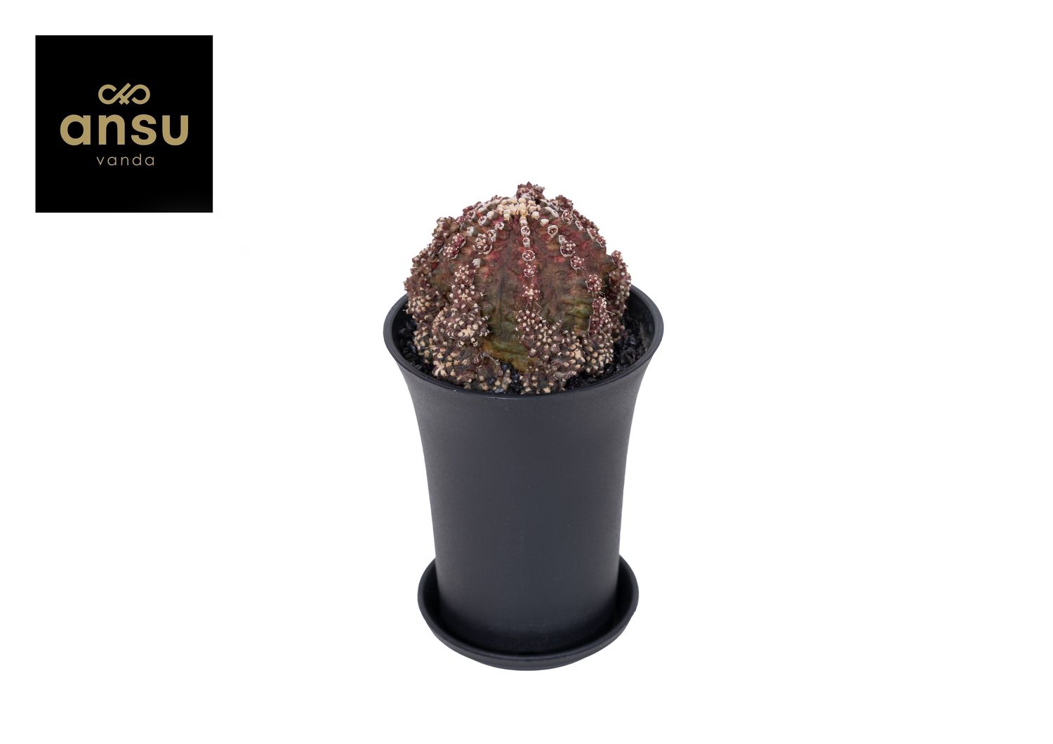 Gymnocalycium GODJI T-REX — Plant Wholesale FlorAccess