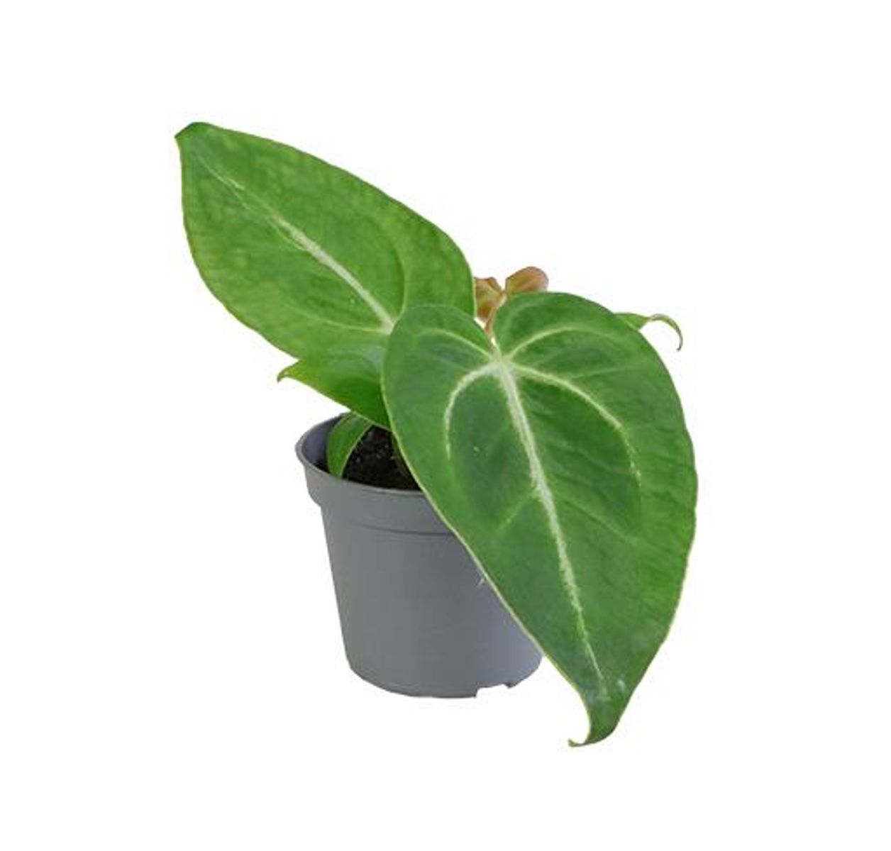 Anthurium magnificum — Plant Wholesale FlorAccess