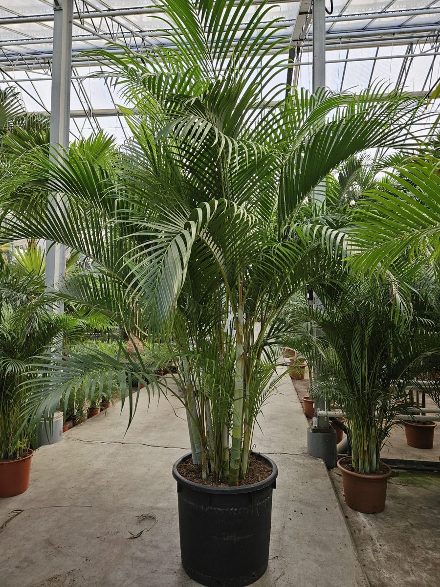 Dypsis lutescens — Plant Wholesale FlorAccess