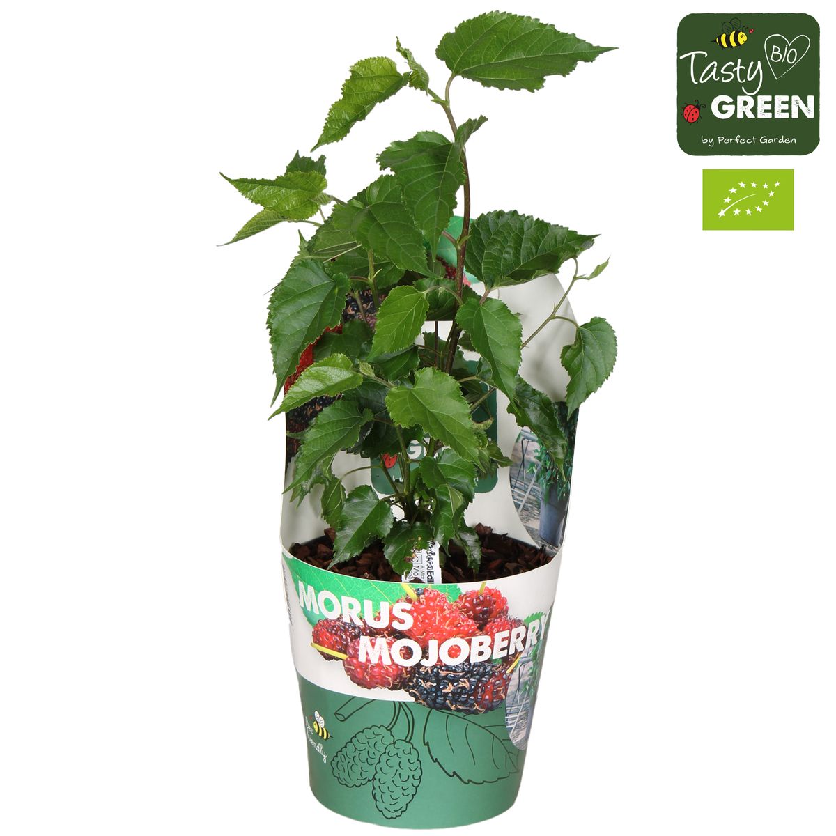 Morus rotundiloba MOJO BERRY — Plant Wholesale FlorAccess