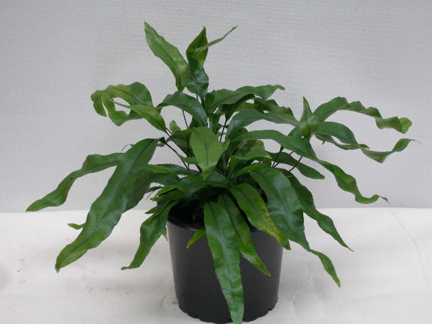 Microsorum diversifolium — Plant Wholesale FlorAccess