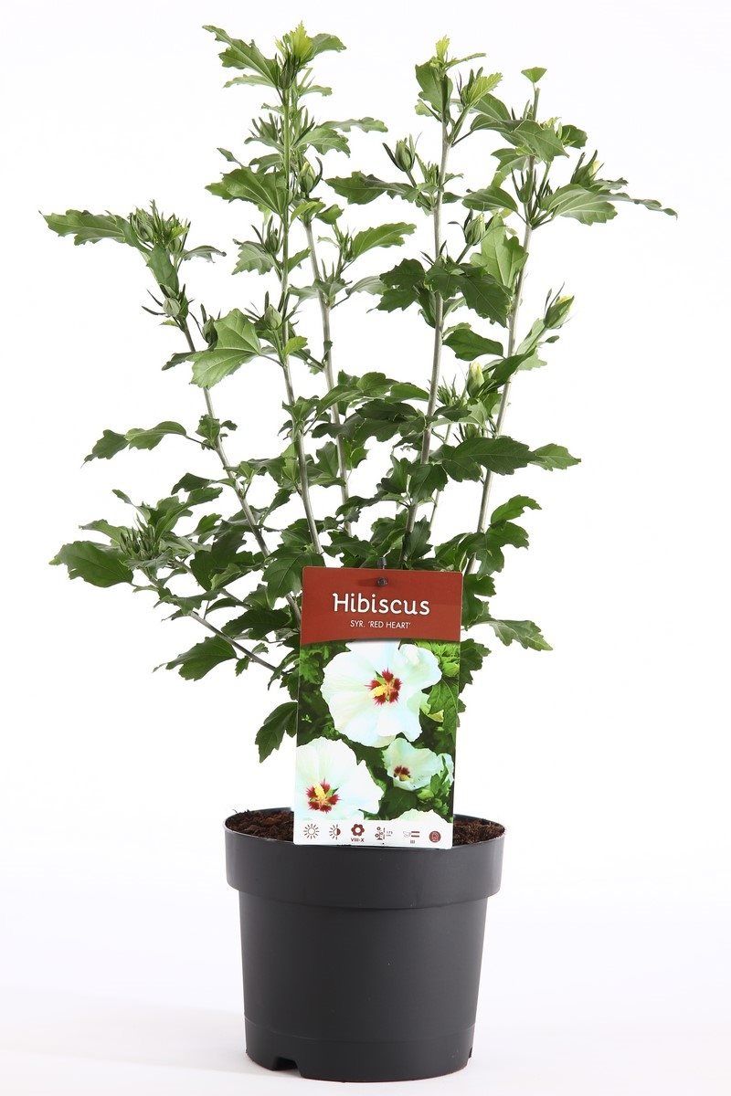 Hibiscus syriacus 'Red Heart' — Plant Wholesale FlorAccess