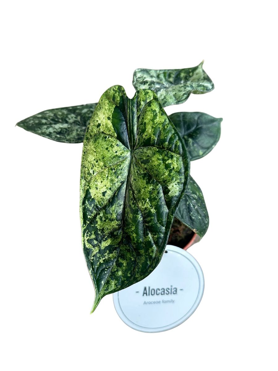 Alocasia 'Dragon Scale Mint' — Plant Wholesale FlorAccess