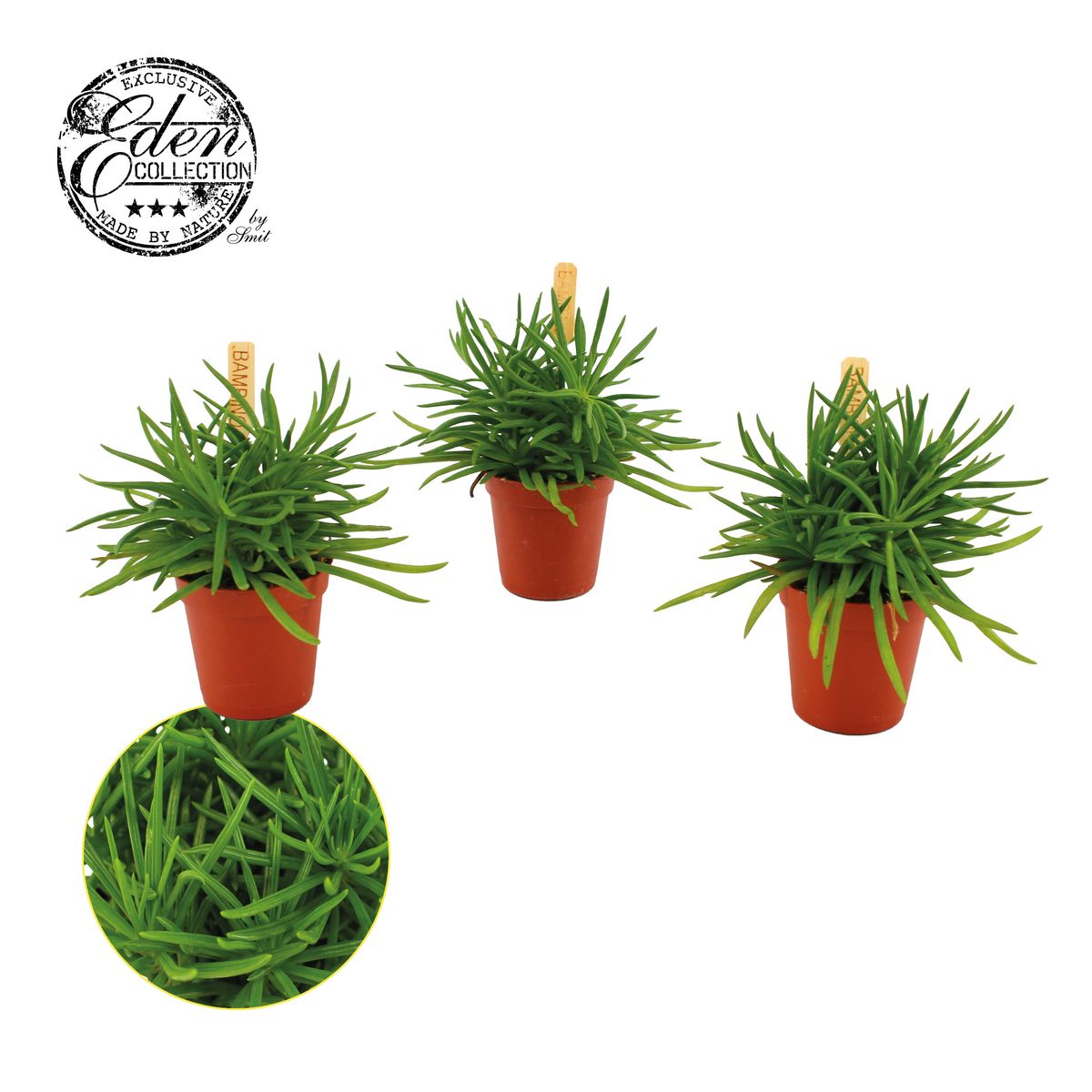 Senecio archeri 'Himalaya' — Plant Wholesale FlorAccess